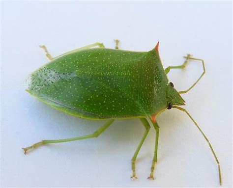 Florida True Bug For Id Loxa Bugguidenet