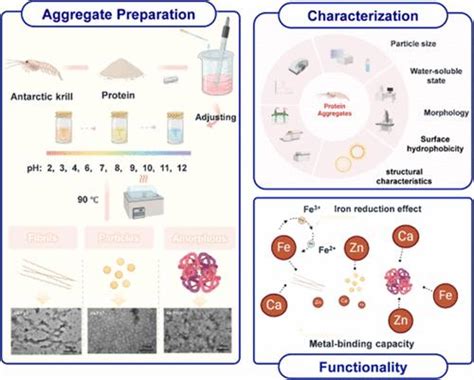 不同ph条件下热诱导南极磷虾蛋白聚集体的理化性质和金属离子结合能力journal Of Agricultural And Food