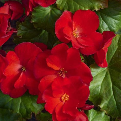 Begonia Rieger Begonia Rieger Dreamsgarden Macarouge From American Farms