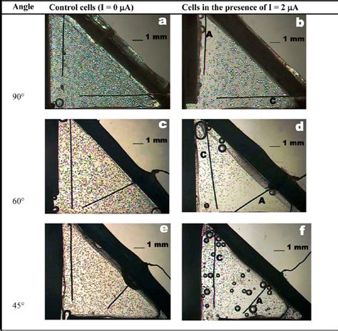 A − F Lysozyme Crystallization In Solution After 12 H Lysozyme