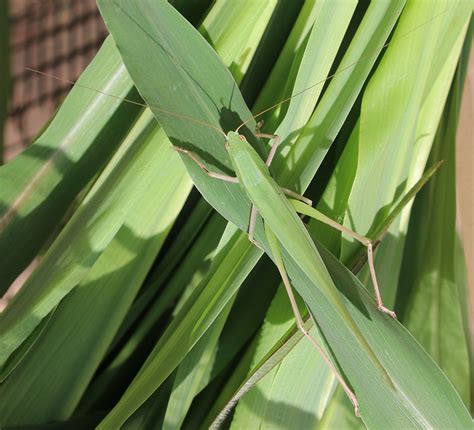 Building A Better Grasshopper Trap New Design Offers Safer More Efficient Harvest