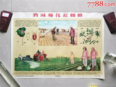 四开5060年代宣传画《消灭棉花红蜘蛛》中华全国供销总社生产资料第二总管理局印 价格200元 Se101905304 年画宣传画 零售