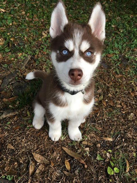 Newborn Husky Puppies Care Augustine Babcock