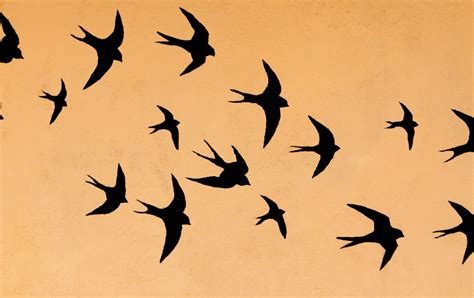how do birds know where to go when migrating kruger2canyon