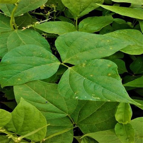 Agjjjjjjx Object Detection Dataset By Ssss