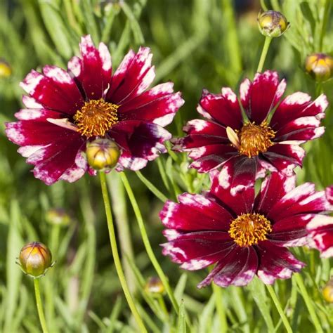 Ruby Frost Coreopsis Plant Growjoy