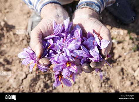 Saffron Flower Harvest At Willard Corey Blog