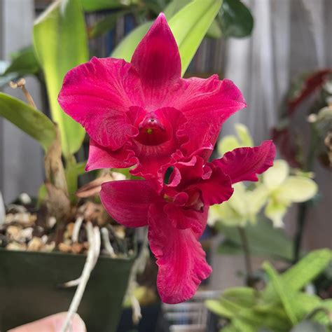 Miniature Red Cattleya R Orchids