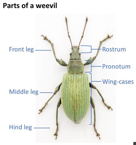 Weevil Identification Guides Uk Beetle Recording