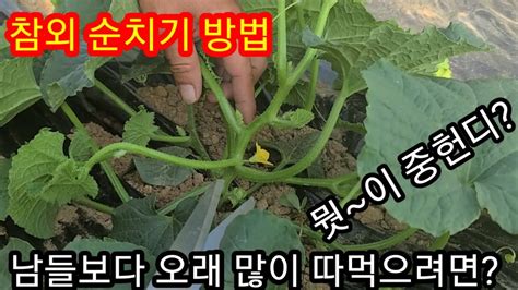 참외 순치기및 재배방법 3개심어 1000개따기 도전 가장중요한것은 귀농귀촌 전원일기 Youtube
