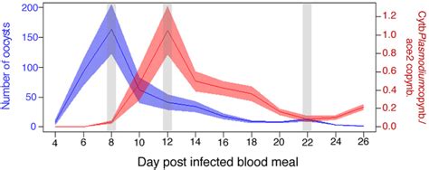 Temporal Dynamics Of Plasmodium Development In Mosquitoes Average
