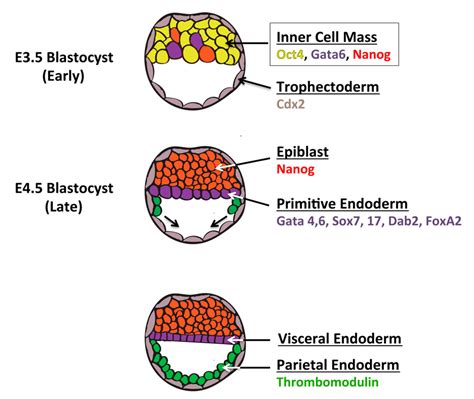 Retinoic Acid And The Development Of The Endoderm