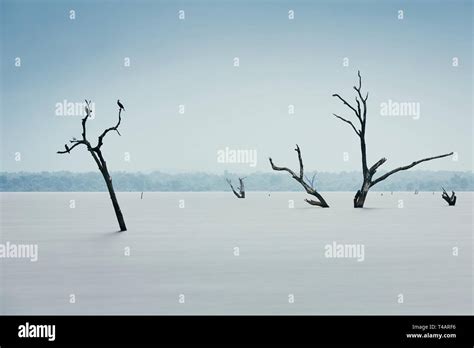 Dead Tree Sticking Out Of The Water From Lake Gloomy Day In Sri Lanka Themes Environment
