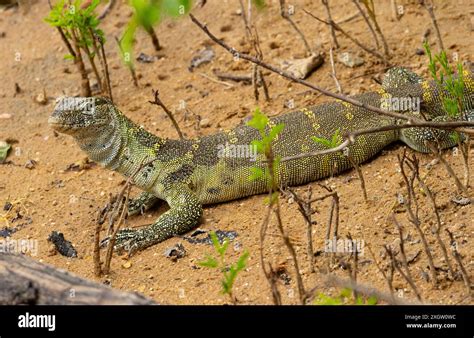The Nile Or Water Monitor Is The Largest Of Africas Lizards They Are