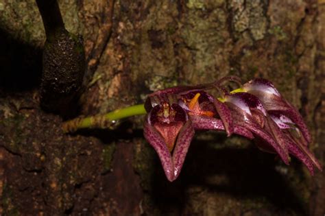 Bulbophyllum Aeolium · Inaturalist