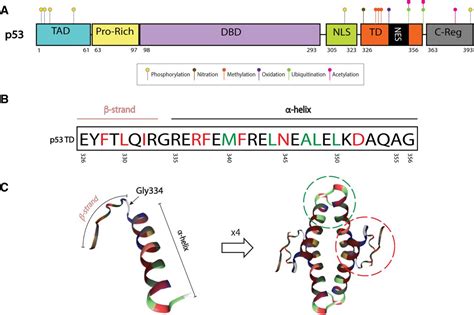 P53 Tetramerization At The Center Of The Dominant Negative Effect Of