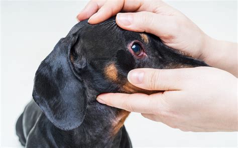 강아지 눈 충혈 원인 5가지 알아보기 비마이펫 라이프