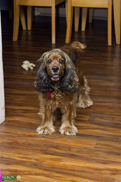 Cocker Spaniel Stud Dog In Wisconsin The United States Breed Your Dog