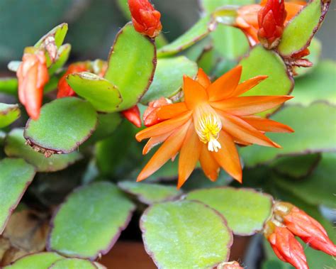 Easter Cactus Care Guide For Healthy Spring Blooming Plants Gardening