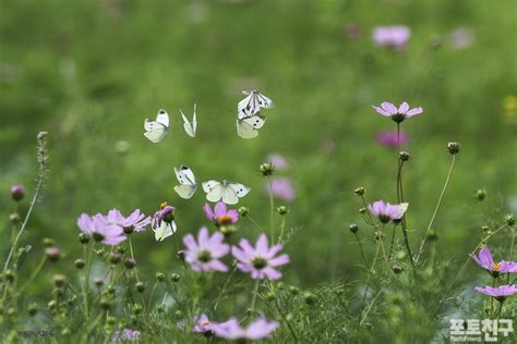 [포토친구] 춤추는 나비