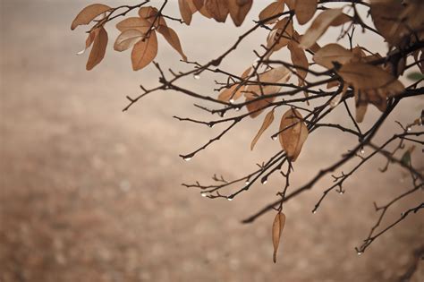 배경 화면 아침 여름 하늘 인도 안개 식물 세부 묘사 반사 나무 조직 자연 숲 정경 샤워 에오스