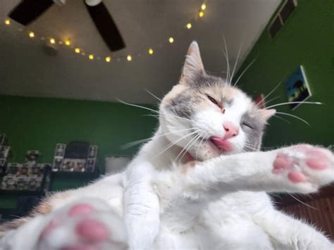 Cali The Calico R Calicokittys