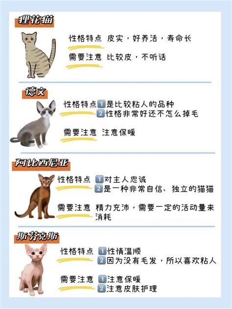 新手养猫推荐品种、性格什么值得买