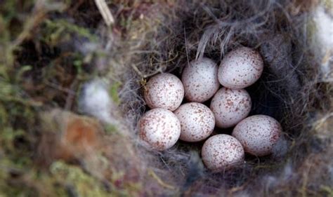Video Vezët E Zogjve Vibrojnë Për Të Paralajmëruar Rrezikun Gazeta Telegraf