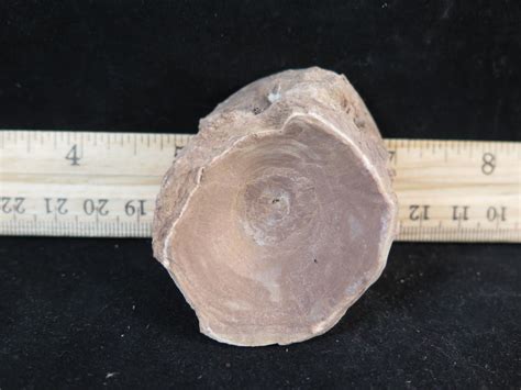 Xiphactinus Vertebra