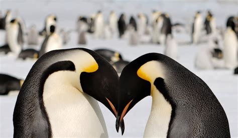 The Polar Retrospective New Conservation Status For Emperor Penguins