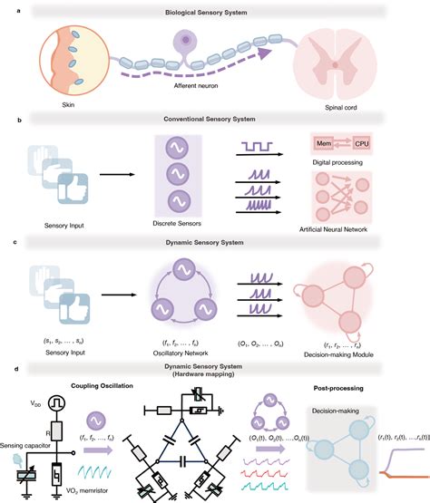 信息工程学院杨玉超课题组在忆阻器耦合振荡动力学计算系统方面取得重要进展 生物通 信息工程学院杨玉超课题组在忆阻器耦合振荡动力学计算系统方面取得重要进展 生物通