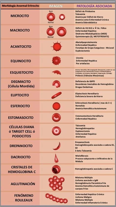 Morfología De Eritrocitos 🔴🔬 Citologia Hematologica Facebook