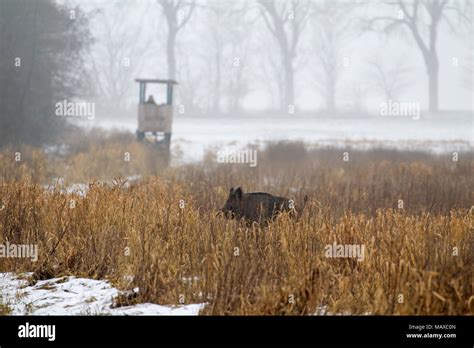 Wild Boar Sus Scrofa Sow Fleeing Over Snow Covered Field In Winter In