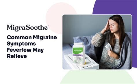 Common Migraine Symptoms Feverfew May Relieve Uk