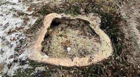 How To Remove A Tree Stump Quickly Expert Tips