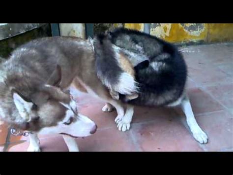Husky Mating Mp4 YouTube