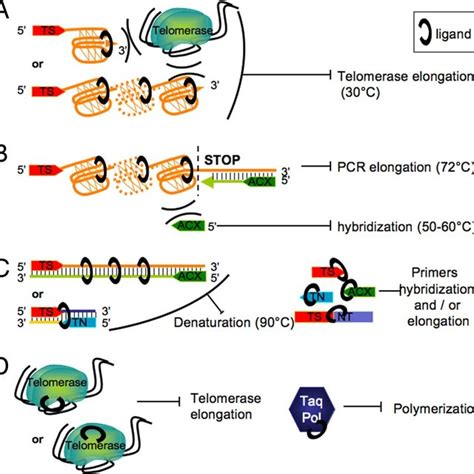 Telomerase Inhibition By G Quadruplex Ligands A Schematic Drawing Download Scientific