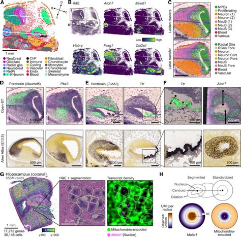 Open St High Resolution Spatial Transcriptomics In 3d Cell