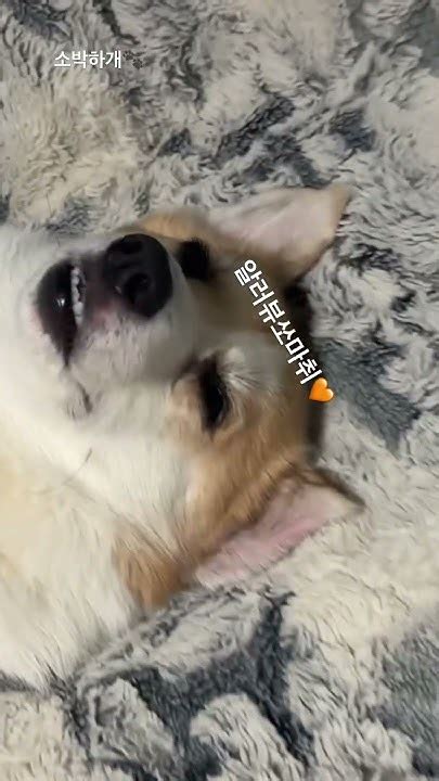 알러뷰 1일1쇼츠 강아지 코코 Youtube