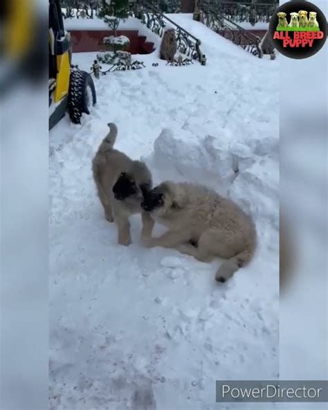 Caucasian Shepherd Puppies Caucasian Shepherd Vs Wolf Caucasian