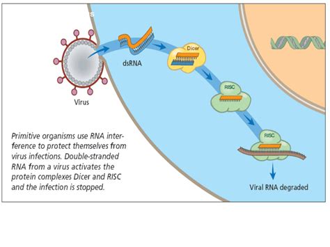分子生物学：rna Interference