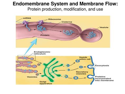 Ppt Cell Structure And Function Part 2 Cytoplasm And Organelles