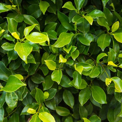 Ficus Hedging And Topiary Hello Hello Plants And Garden Supplies