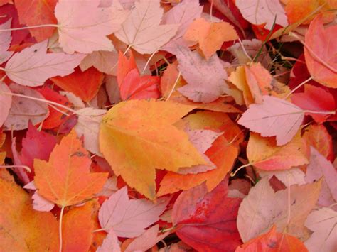 34 Facts About Abscission