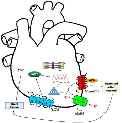Autonomic Nervous System Receptors