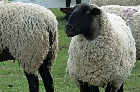 Gene Editing Could Rid Sheep Of Problematic Long Tails Wsu Insider