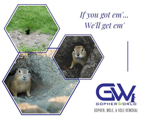 Gopher Removal Services Concord Ca Patch