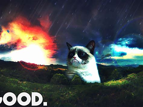 Awesome Grumpy Cat Memes