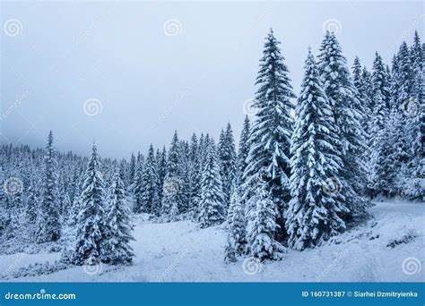 Snowy Forest Scene