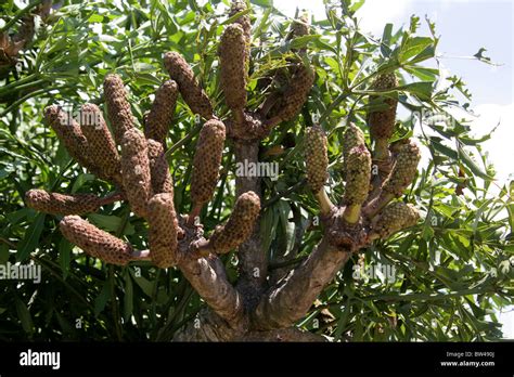 Fruits Of The Spiked Cabbage Tree Lowveld Cabbage Tree Or Common